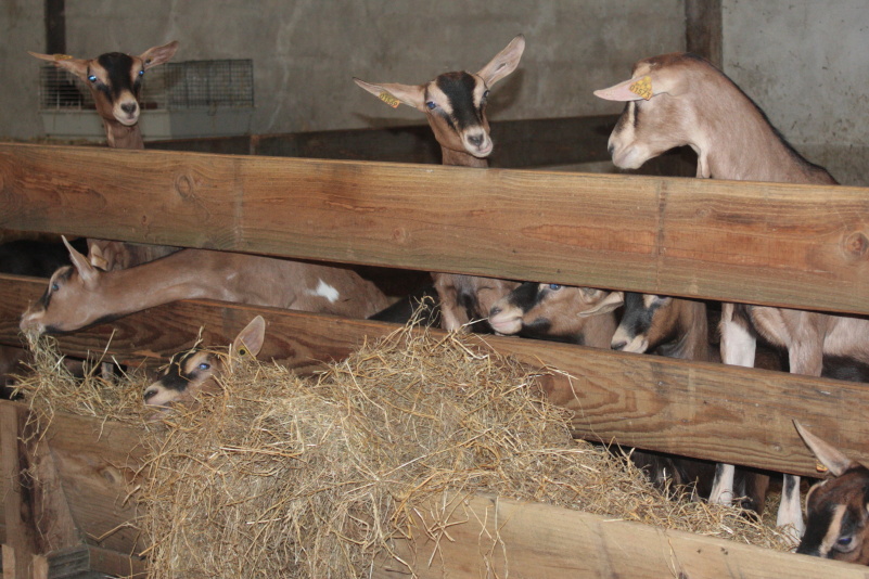 Goat Enrichment: The Importance of Mental Health - Goat Journal